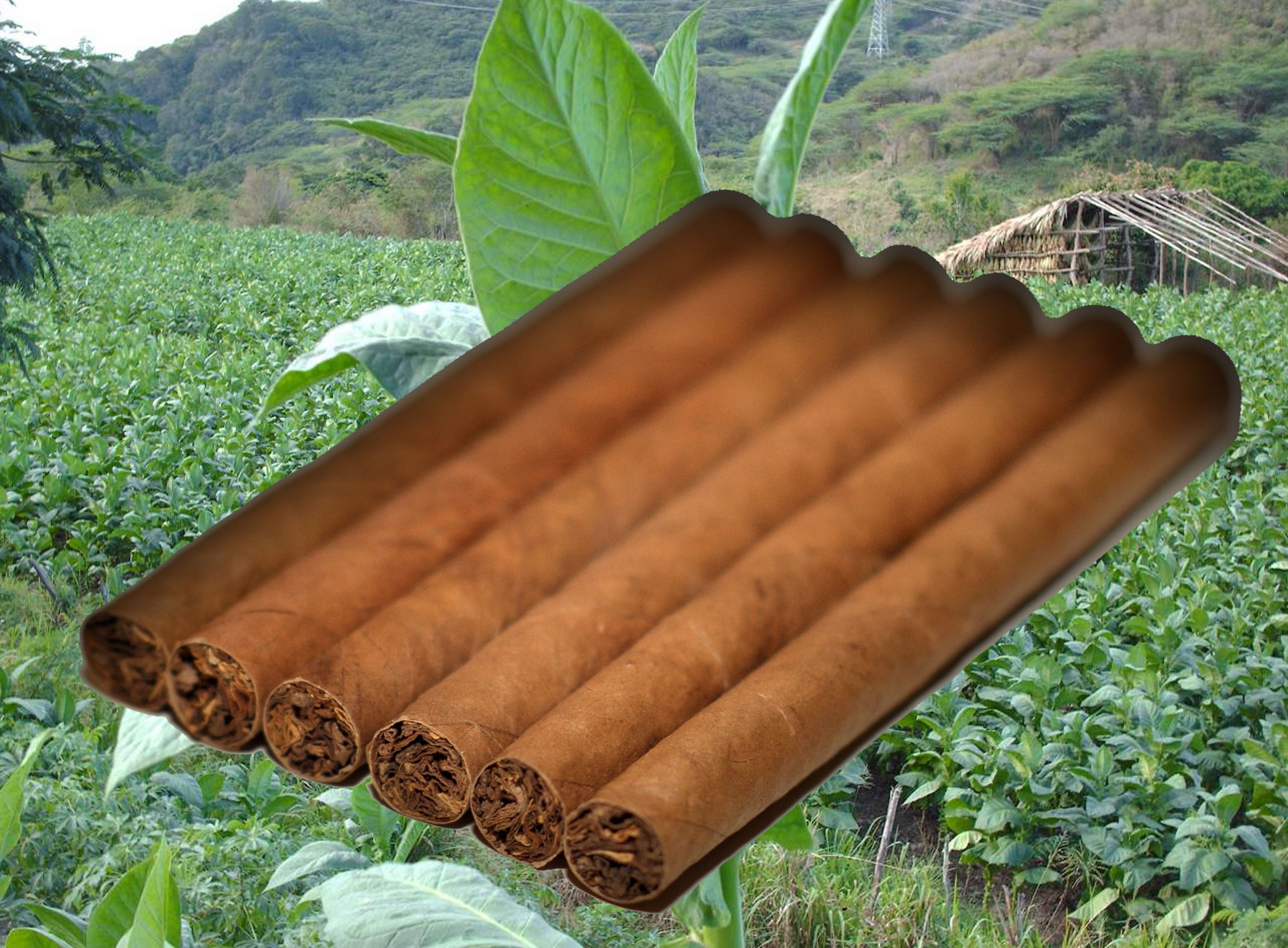 Cigarillos : une alternative intéressante aux cigares